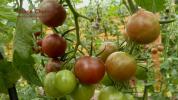 Shadow Boxing - Blaue Tomate mit roten,gelben und orangenen ...