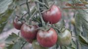 Shadow Boxing - Blaue Tomate mit roten,gelben und orangenen ...