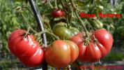 Shadow Boxing - Blaue Tomate mit roten,gelben und orangenen ...
